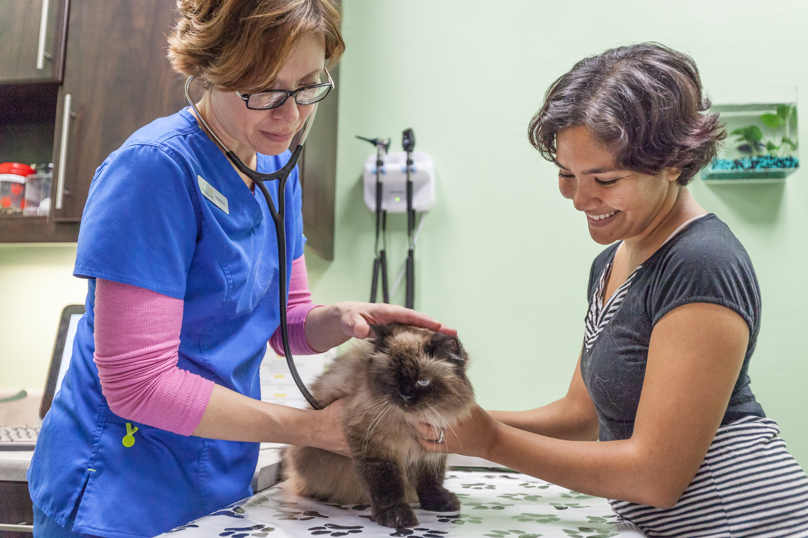 Cats Only - Angel Animal Hospital & Boarding