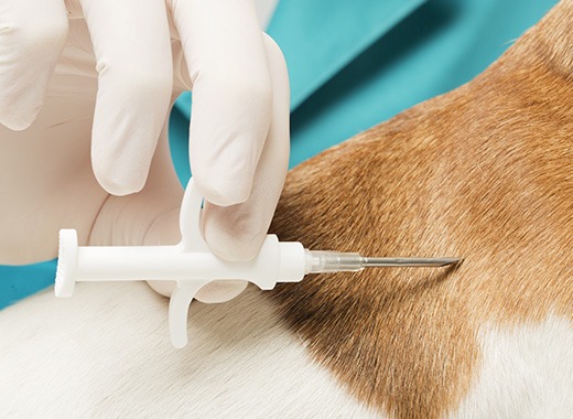Microchipping - Angel Animal Hospital & Boarding