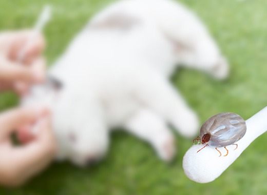 Parasite Prevention & Control - Angel Animal Hospital & Boarding