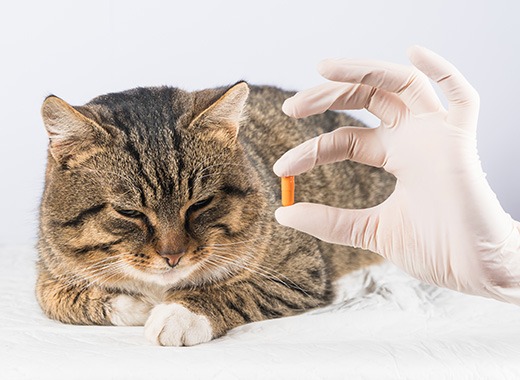 Parasite Prevention & Control - Angel Animal Hospital & Boarding